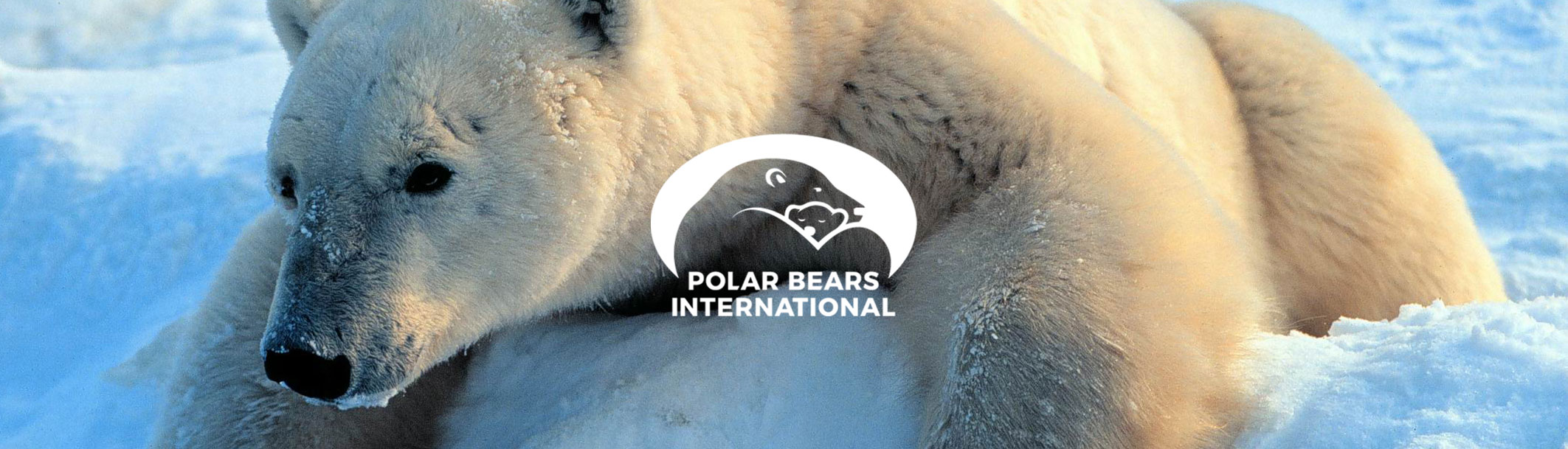 Tundra Connections | Discovery Education